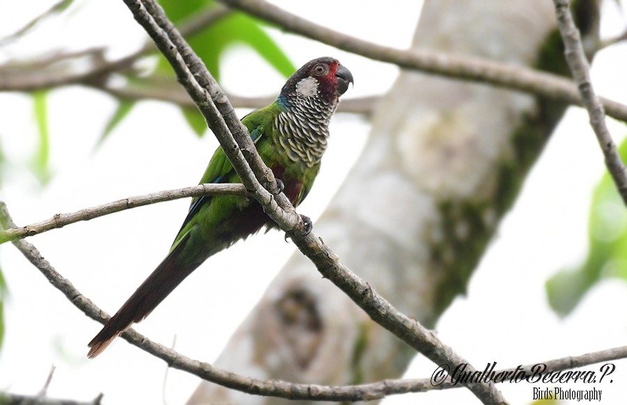 Cotorra Pintada (eisenmanni) - eBird