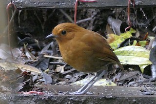 Chestnut Antpitta - Grallaria blakei - Birds of the World