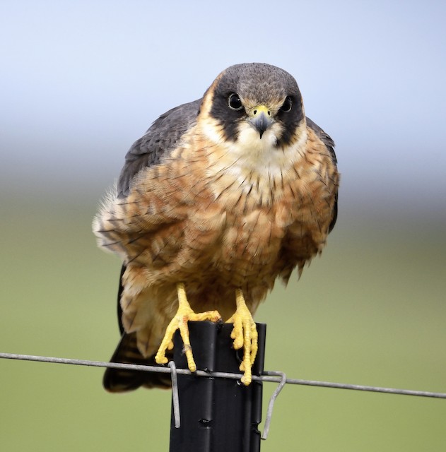 Photos - Australian Hobby - Falco longipennis - Birds of the World