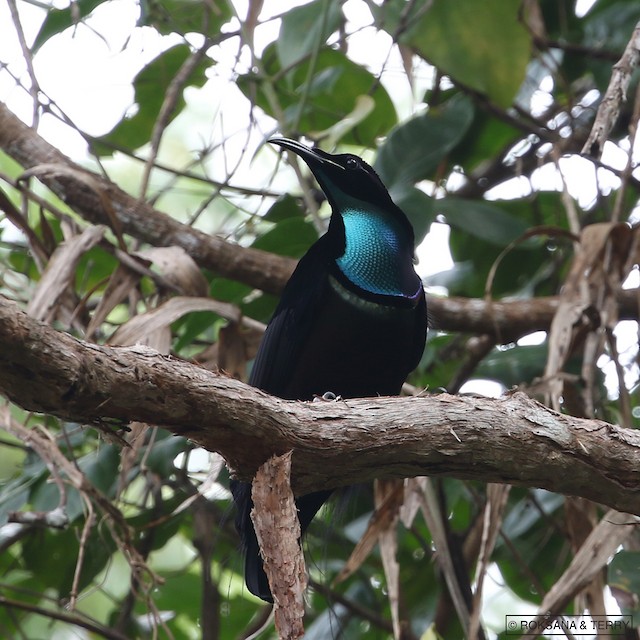 Magnificent Riflebird