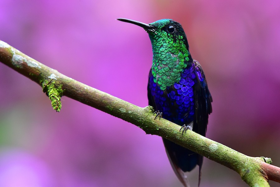 Crowned Woodnymph (Green-crowned/Emerald-bellied) - eBird