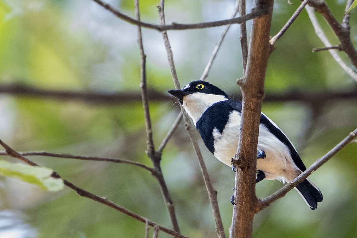 Ituri Batis - Batis ituriensis - Birds of the World