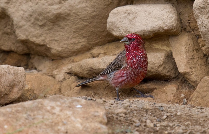 Streaked Rosefinch - Carpodacus rubicilloides - Birds of the World