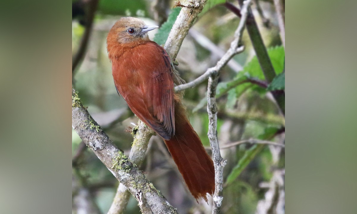 Russet-mantled Softtail - Cranioleuca berlepschi - Birds of the World