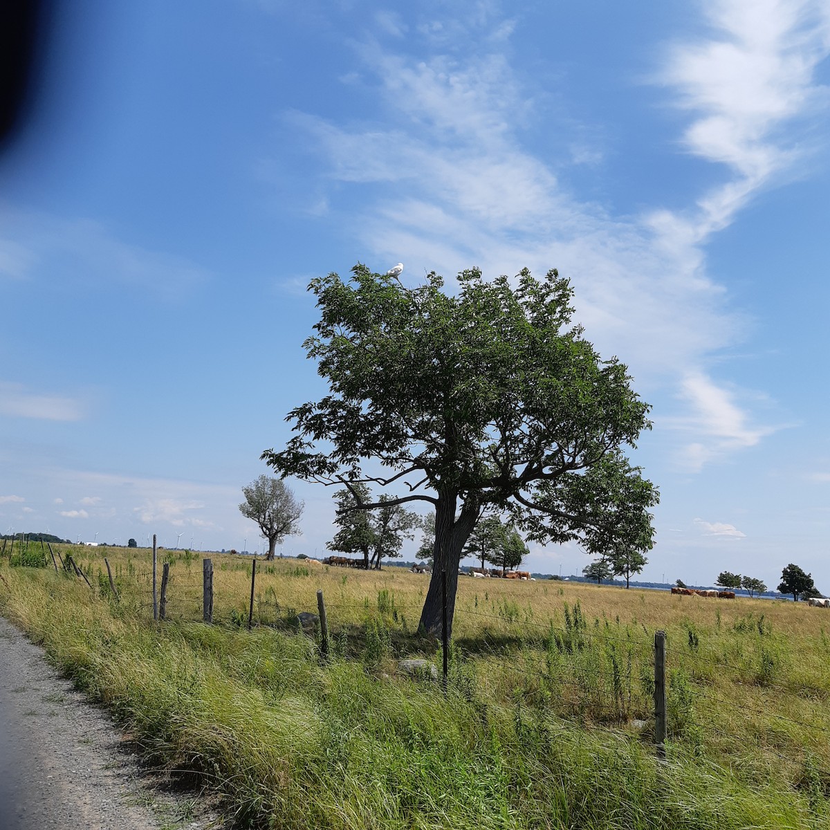 eBird Checklist - 31 Jul 2018 - 568 Nine Mile Point Road, Frontenac ...