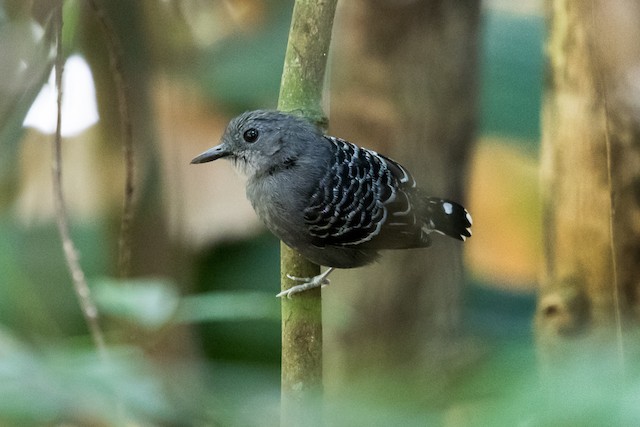 Photos - Xingu Scale-backed Antbird - Willisornis vidua - Birds of the ...