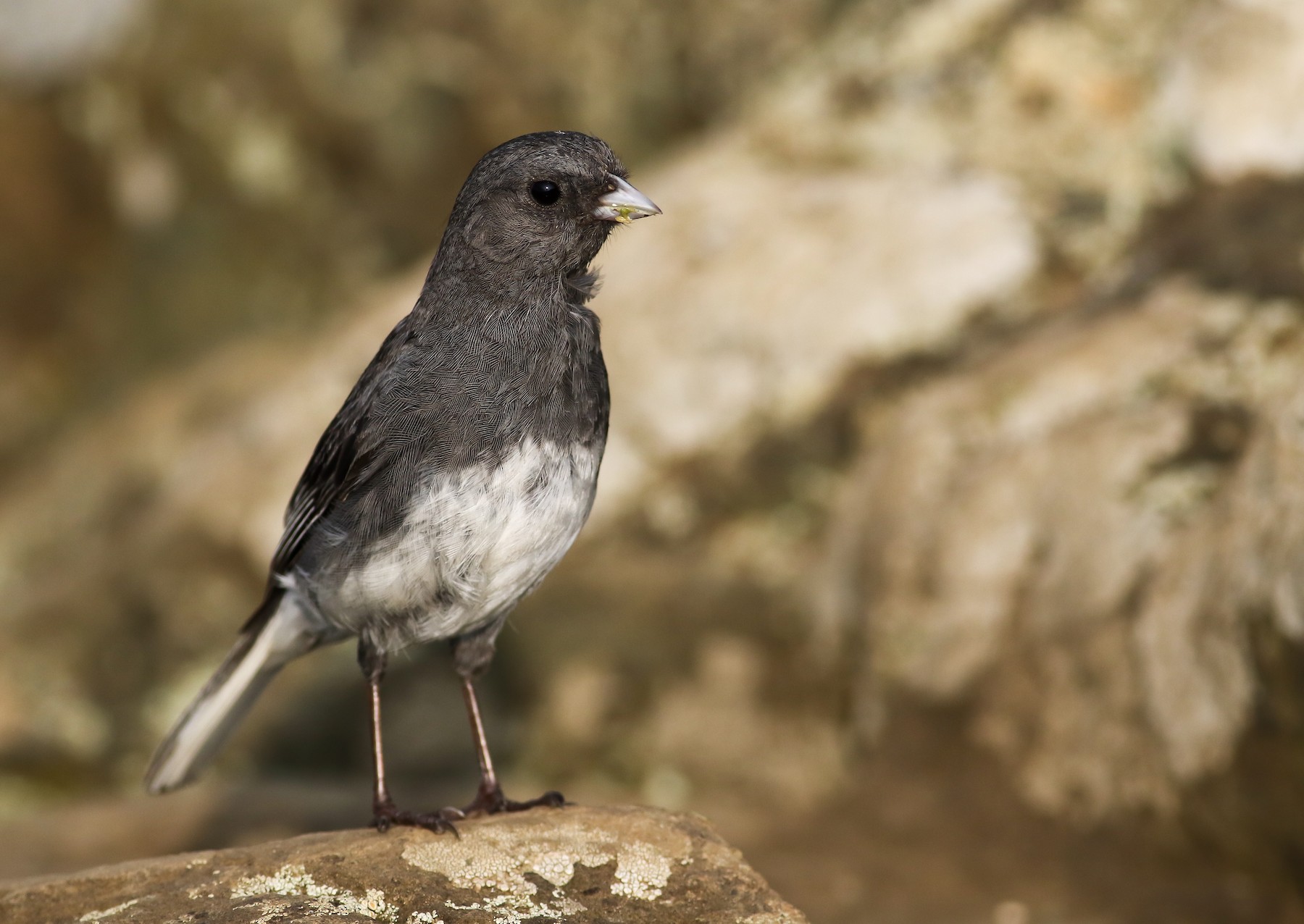Dark-eyed Junco (Slate-colored) - eBird