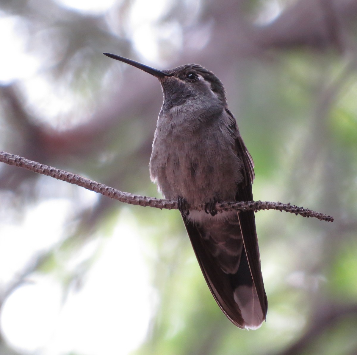 eBird Checklist - 14 Jul 2018 - Portal--Cave Creek Ranch - 9 species