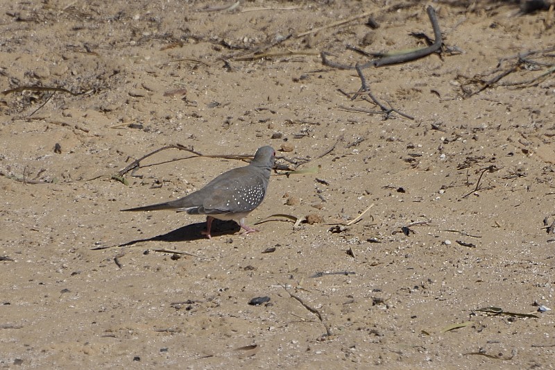 eBird Checklist - 7 Aug 2018 - Mungerannie - 14 species