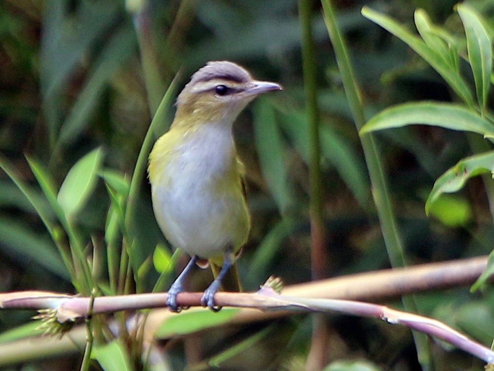 Chivi Vireo - eBird