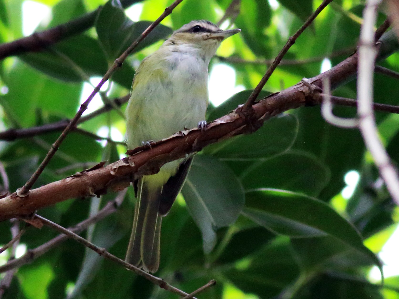 Chivi Vireo - eBird