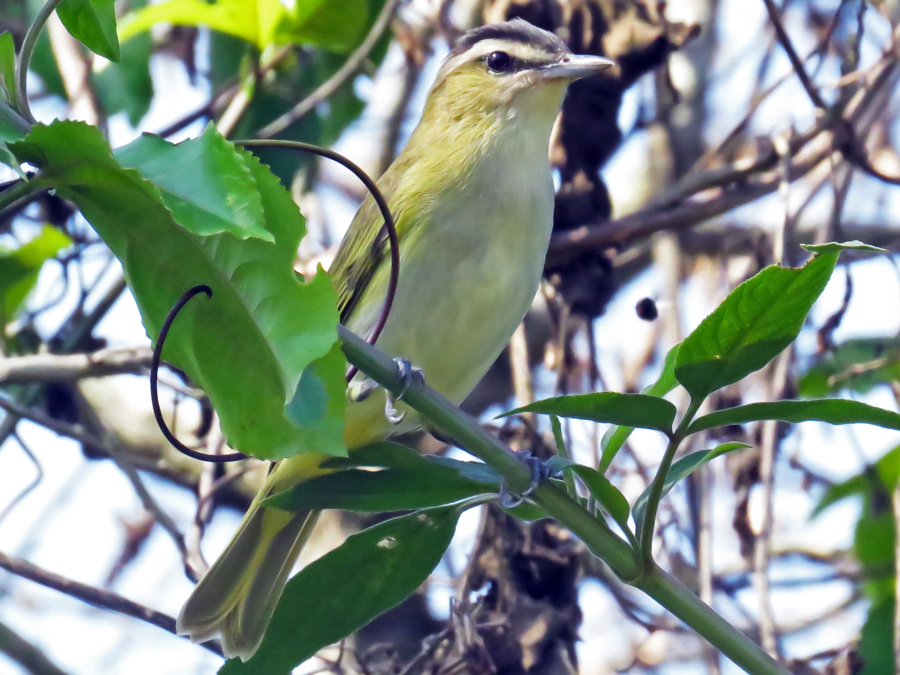 Chivi Vireo - eBird