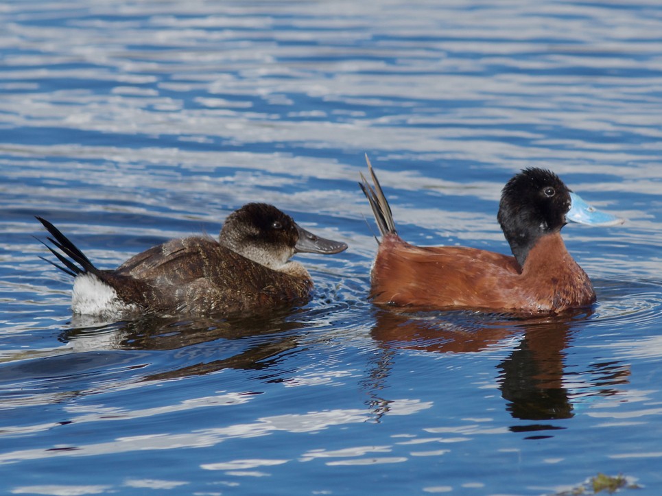 Andean Duck - eBird