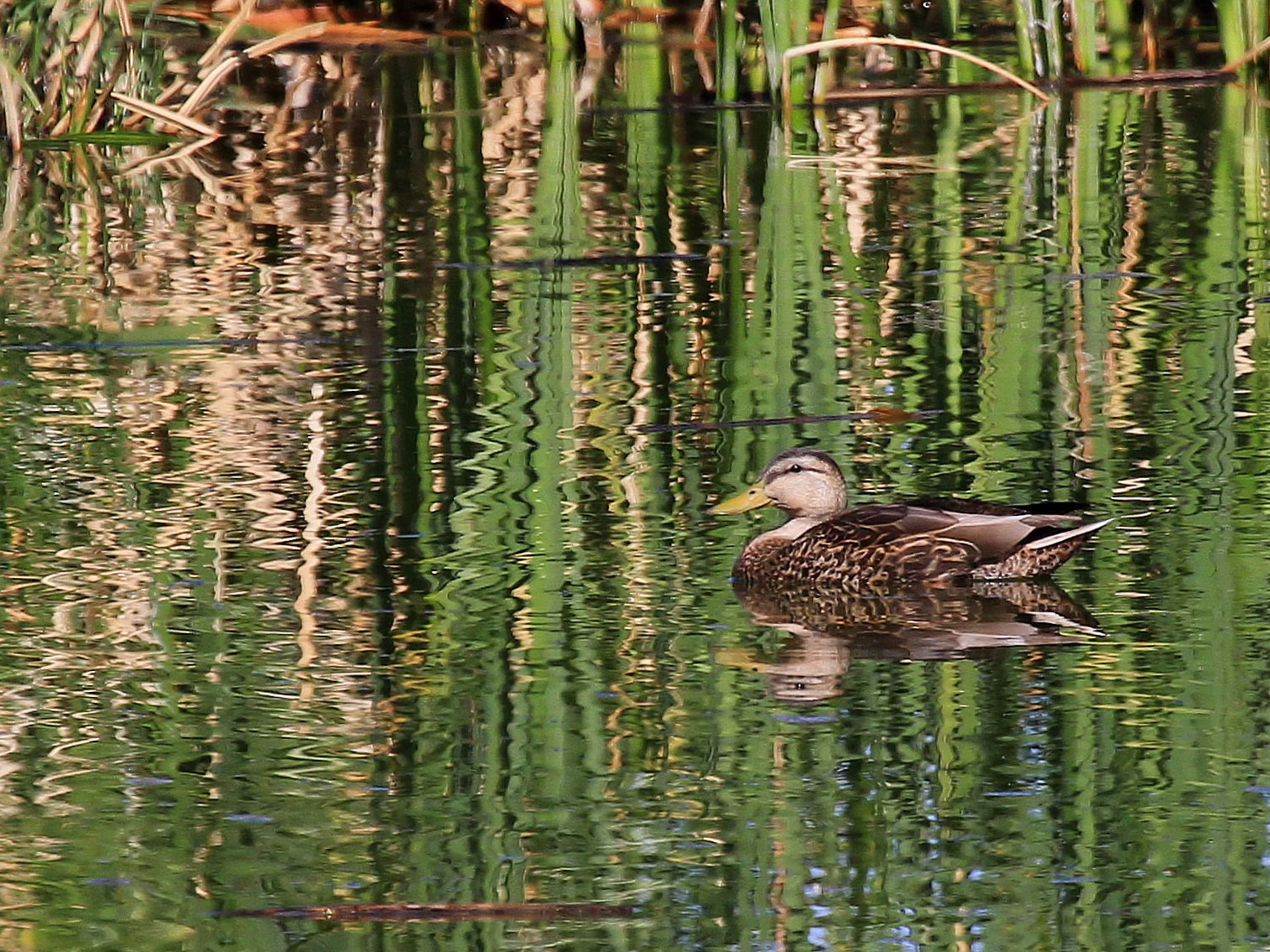 Mexican Duck - eBird