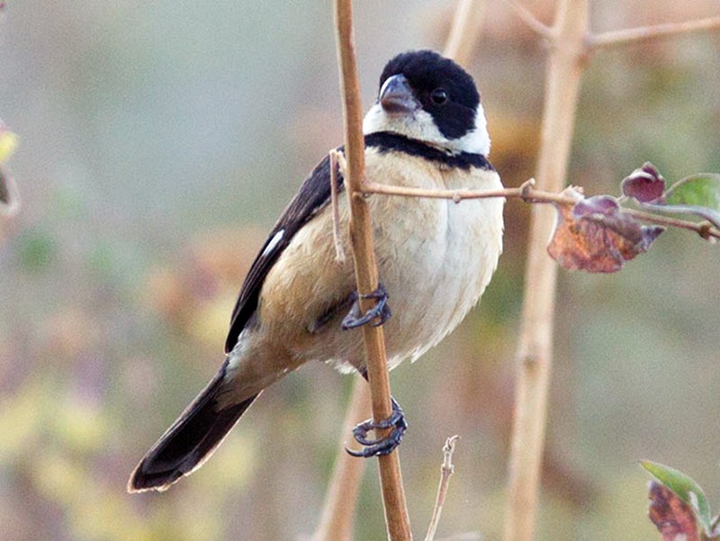 Cinnamon-rumped Seedeater - eBird