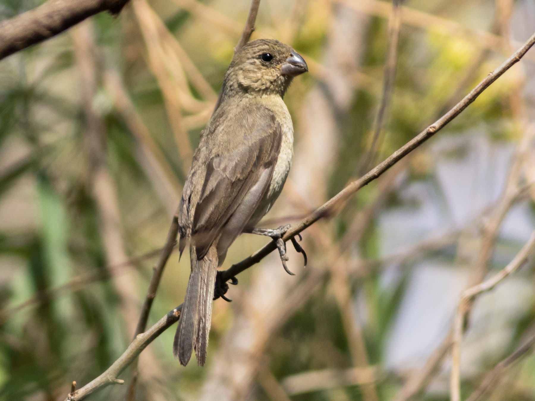 Cinnamon-rumped Seedeater - eBird