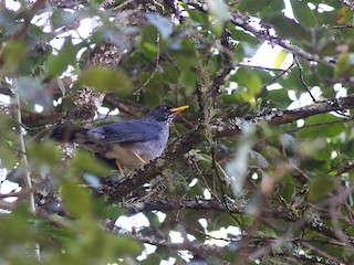 Andean Slaty Thrush - eBird