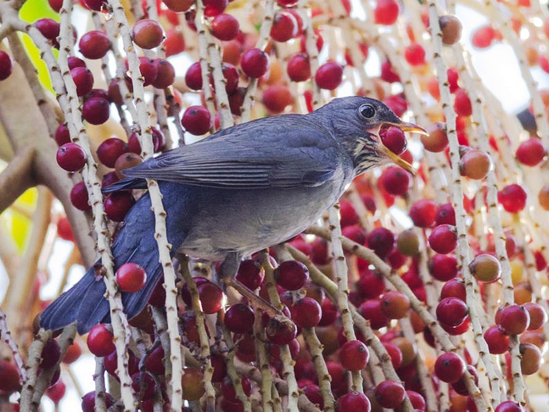 Blacksmith Thrush - eBird