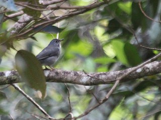 Blacksmith Thrush - eBird