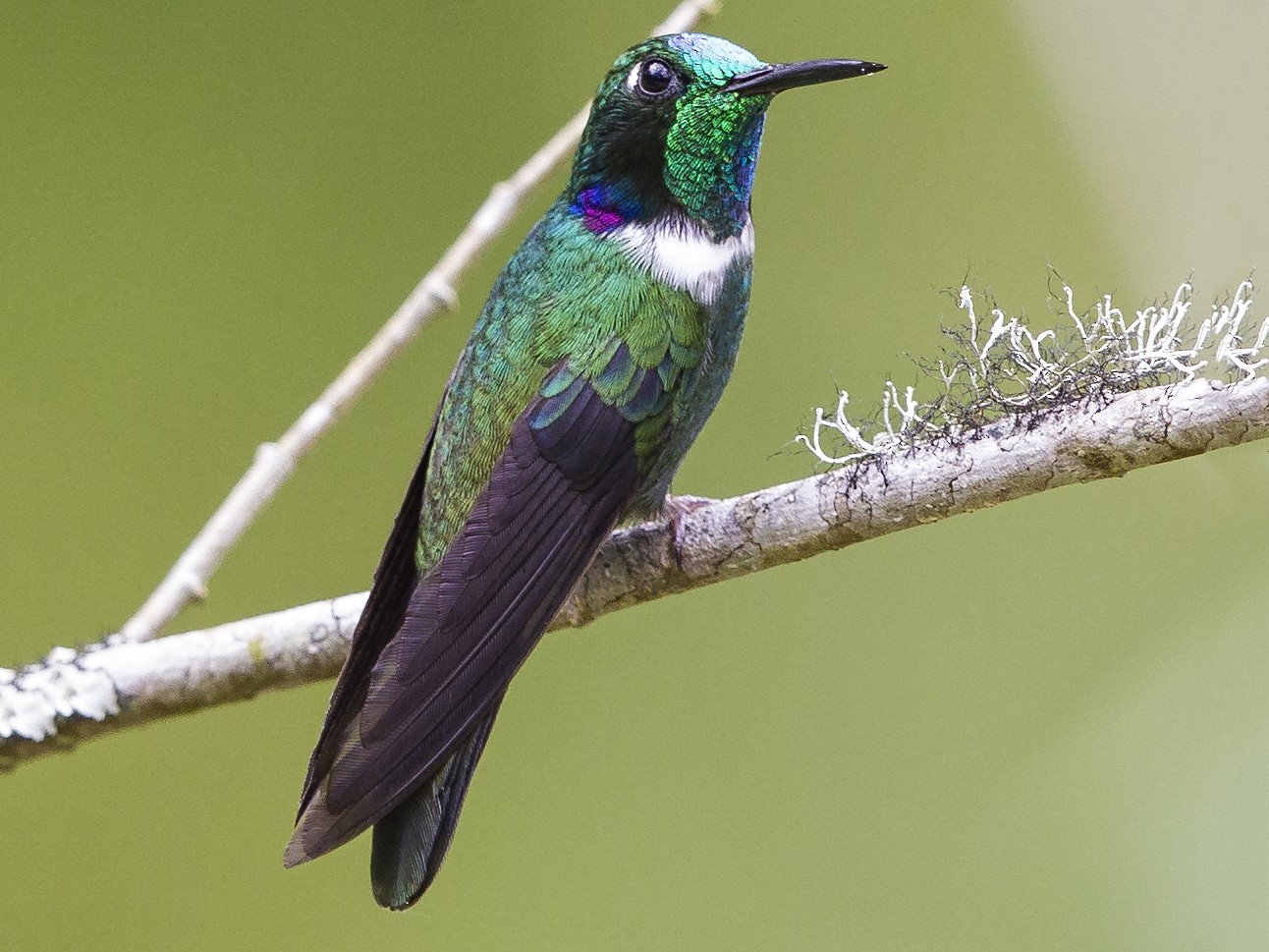 Colibrí Picocuña Occidental - eBird