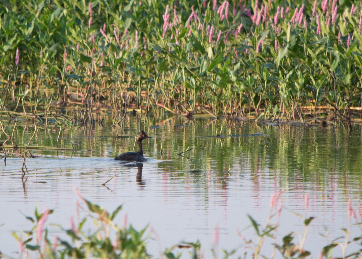 eBird Checklist - 10 Aug 2018 - Mountain Home Reservoir - 10 species ...