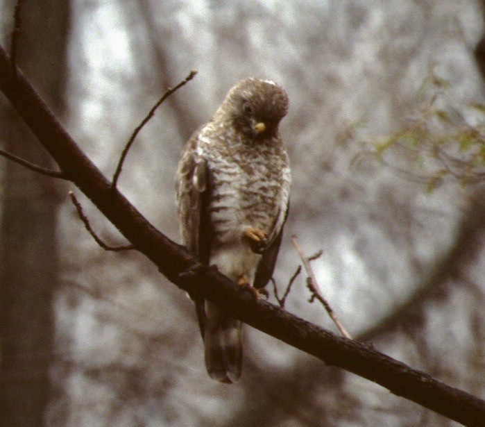 eBird Checklist - 27 Apr 1988 - Pokagon SP - 4 species