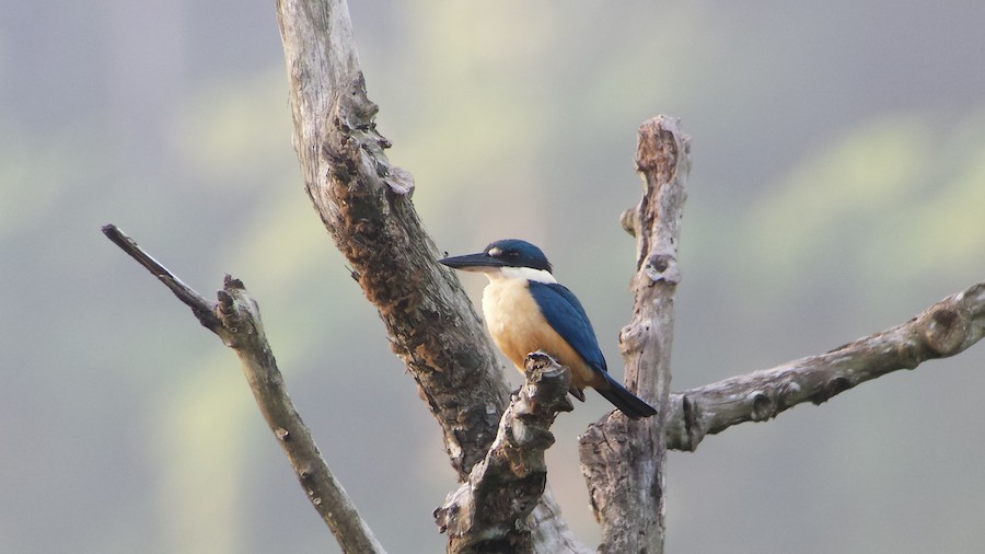 メラネシアショウビン（tristrami） - eBird