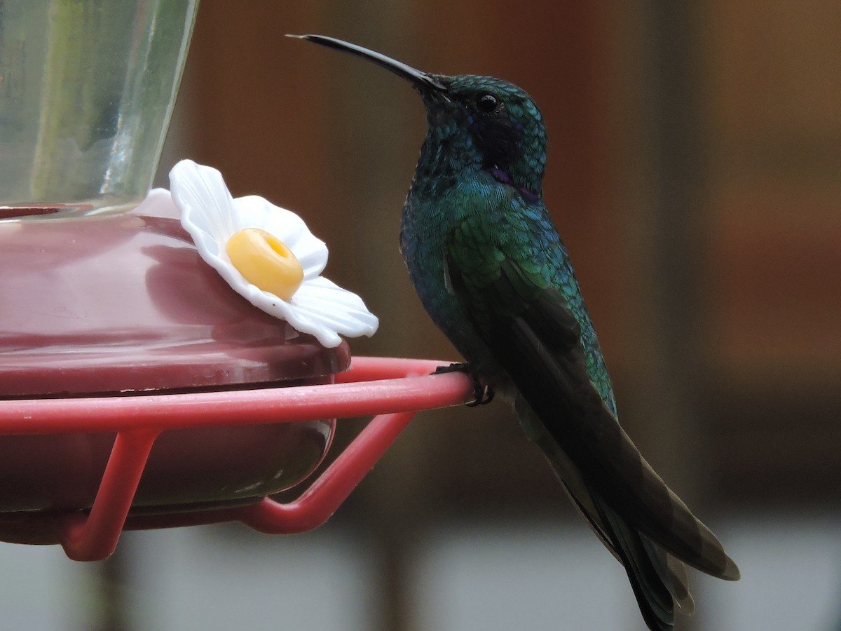 eBird Checklist - 1 Jul 2018 - Reserva Ecológica Río Blanco - 68 species