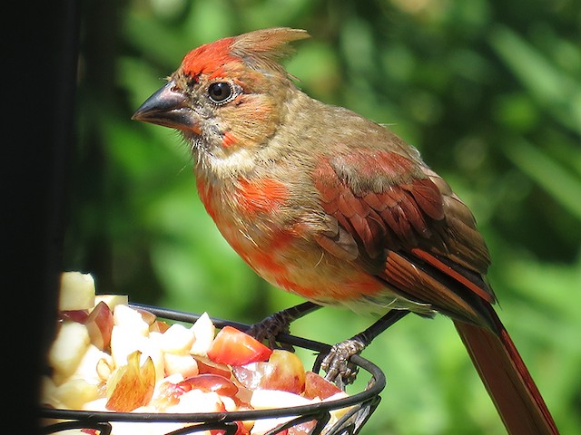 Photos - Northern Cardinal - Cardinalis cardinalis - Birds of the World