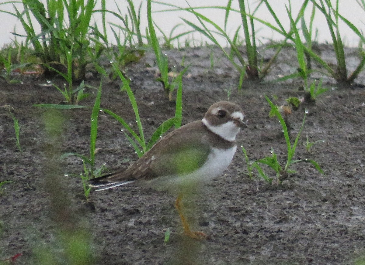 eBird Checklist - 26 Aug 2018 - Baker Wetlands (general) - 61 species ...
