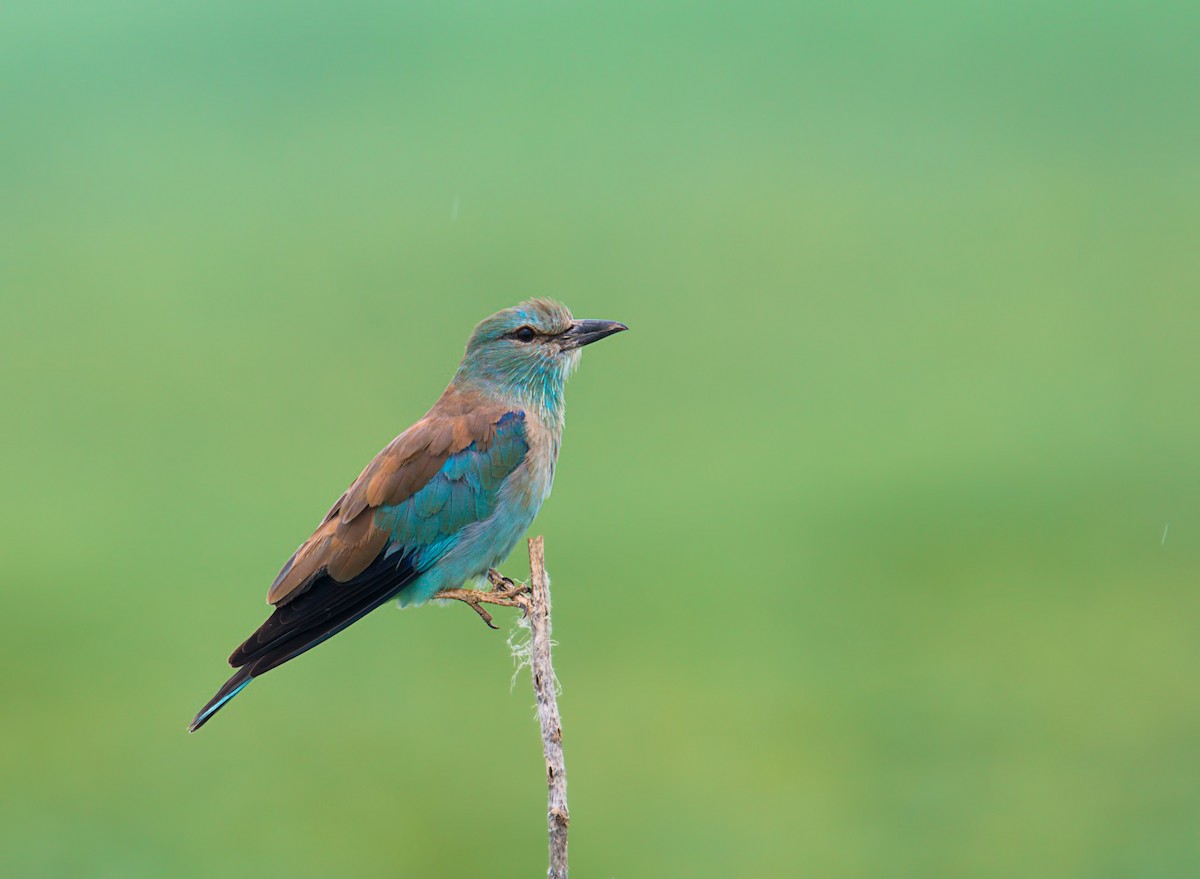 What's on in September - eBird India