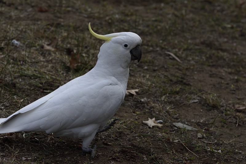 eBird Checklist - 28 Aug 2018 - Nepean River Cycleway, Camden - 42 species