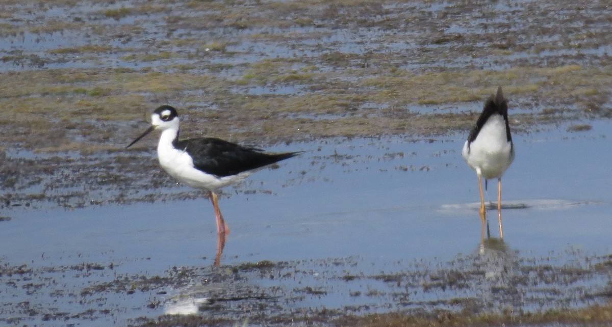 eBird Checklist - 21 Aug 2018 - Grimes Co.--CR190 - 23 species (+3 ...