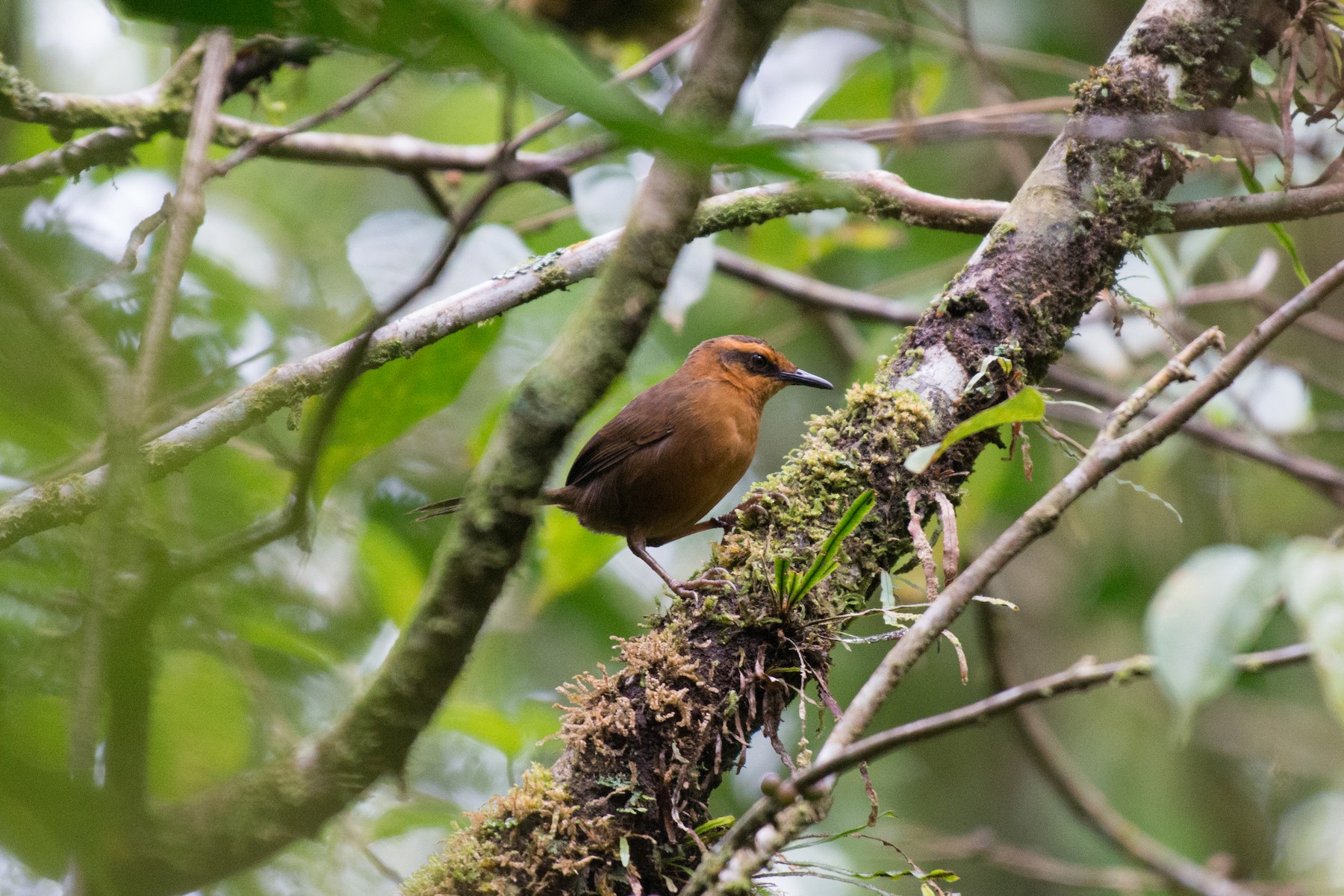 Guadalcanal Thicketbird - eBird