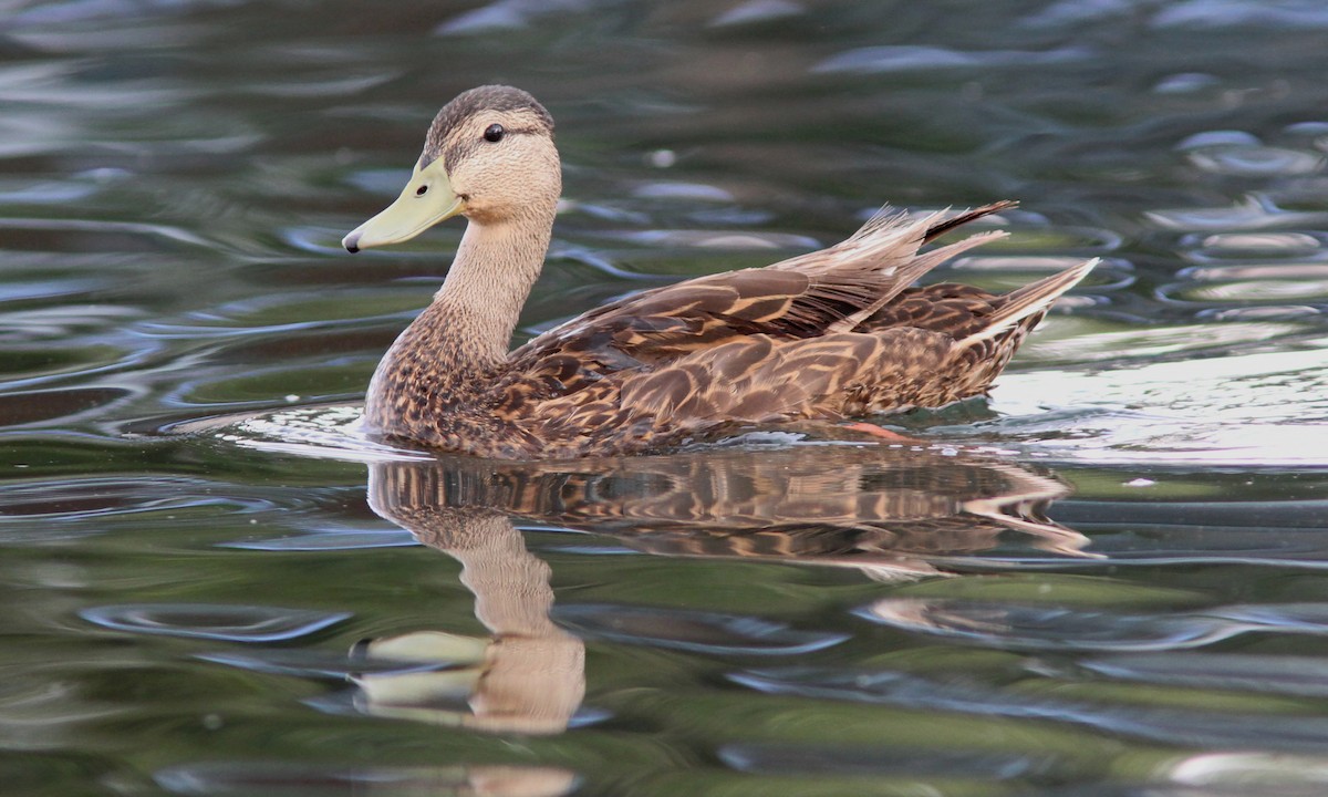 Mexican Duck - Anas diazi - Birds of the World