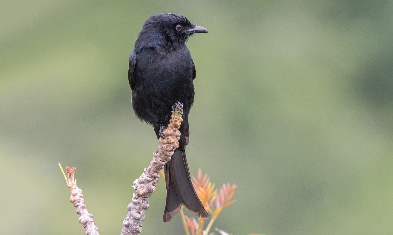 Fork-tailed/Glossy-backed Drongo - eBird