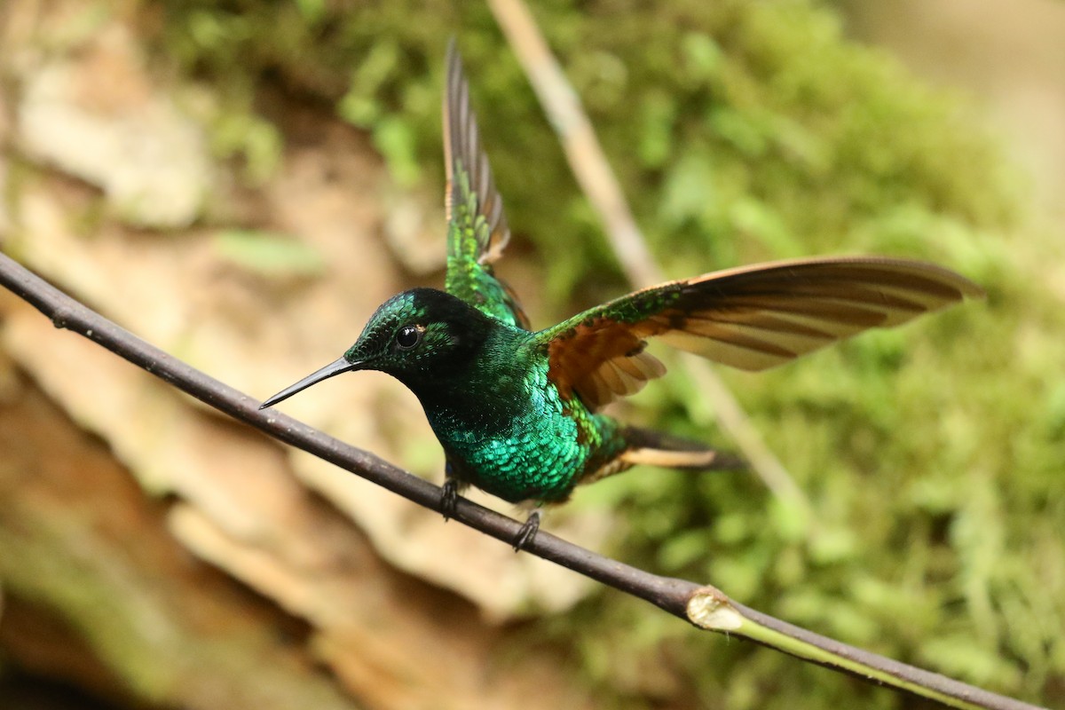 Colibrí colihabano x sietecolores (híbrido) - eBird
