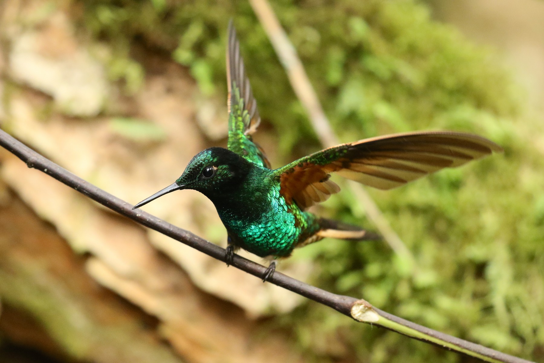 Buff-tailed x Velvet-purple Coronet (hybrid) - eBird