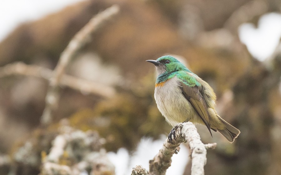 Grey-chinned Sunbird - eBird