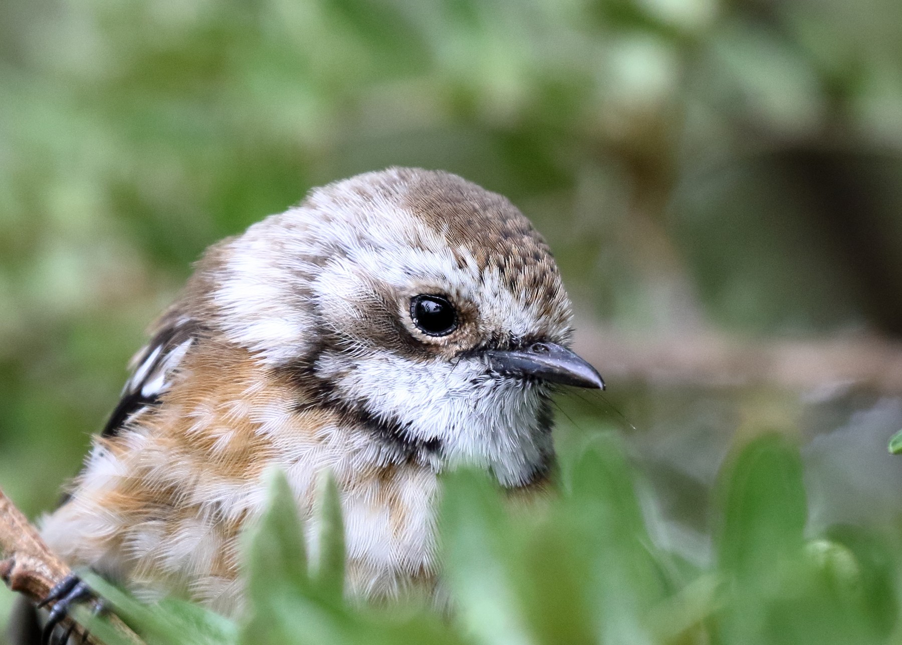Monarca Elepaio (bryani) - eBird