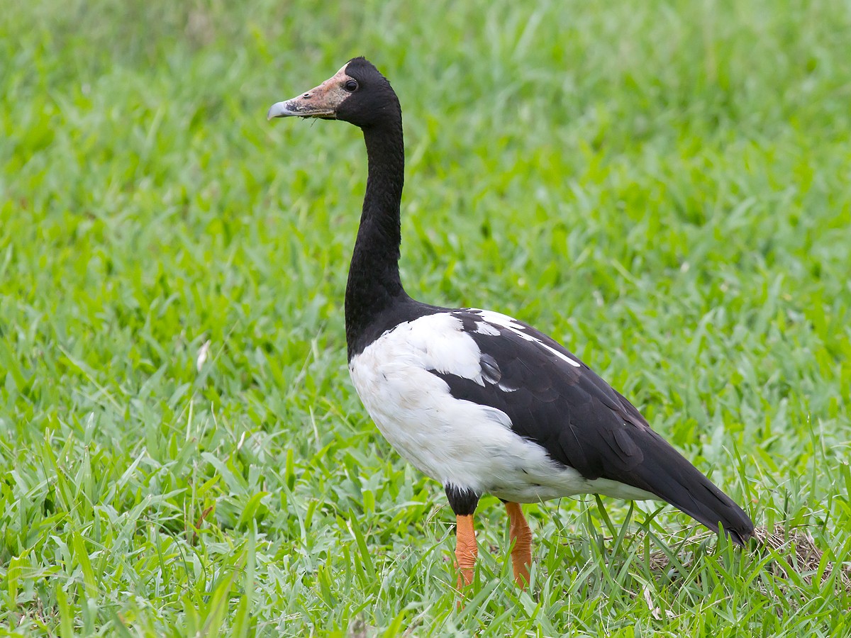 eBird Checklist - 17 Jun 2014 - Hasties Swamp National Park - 18 species