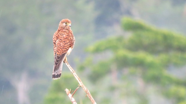 Spotted Kestrel