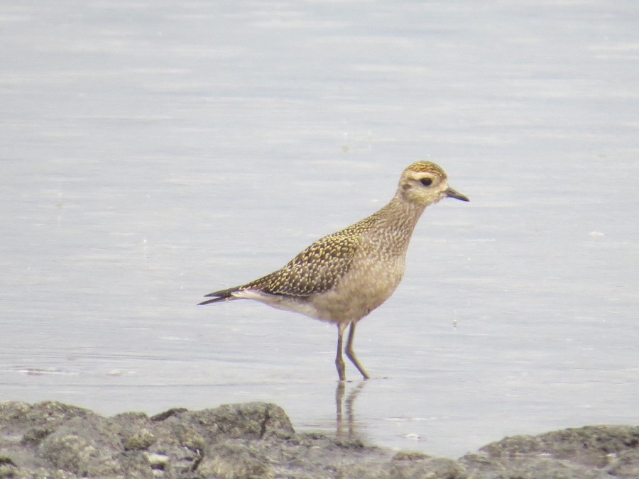 American/Pacific Golden-Plover (Lesser Golden-Plover) - eBird