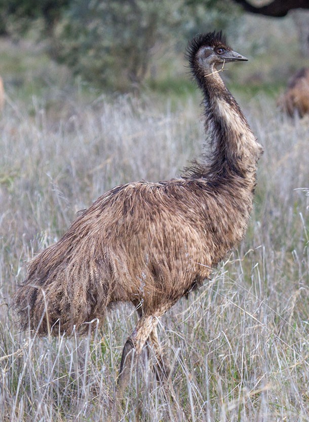 eBird Checklist - 6 Jul 2014 - Lake Cowal - 21 species