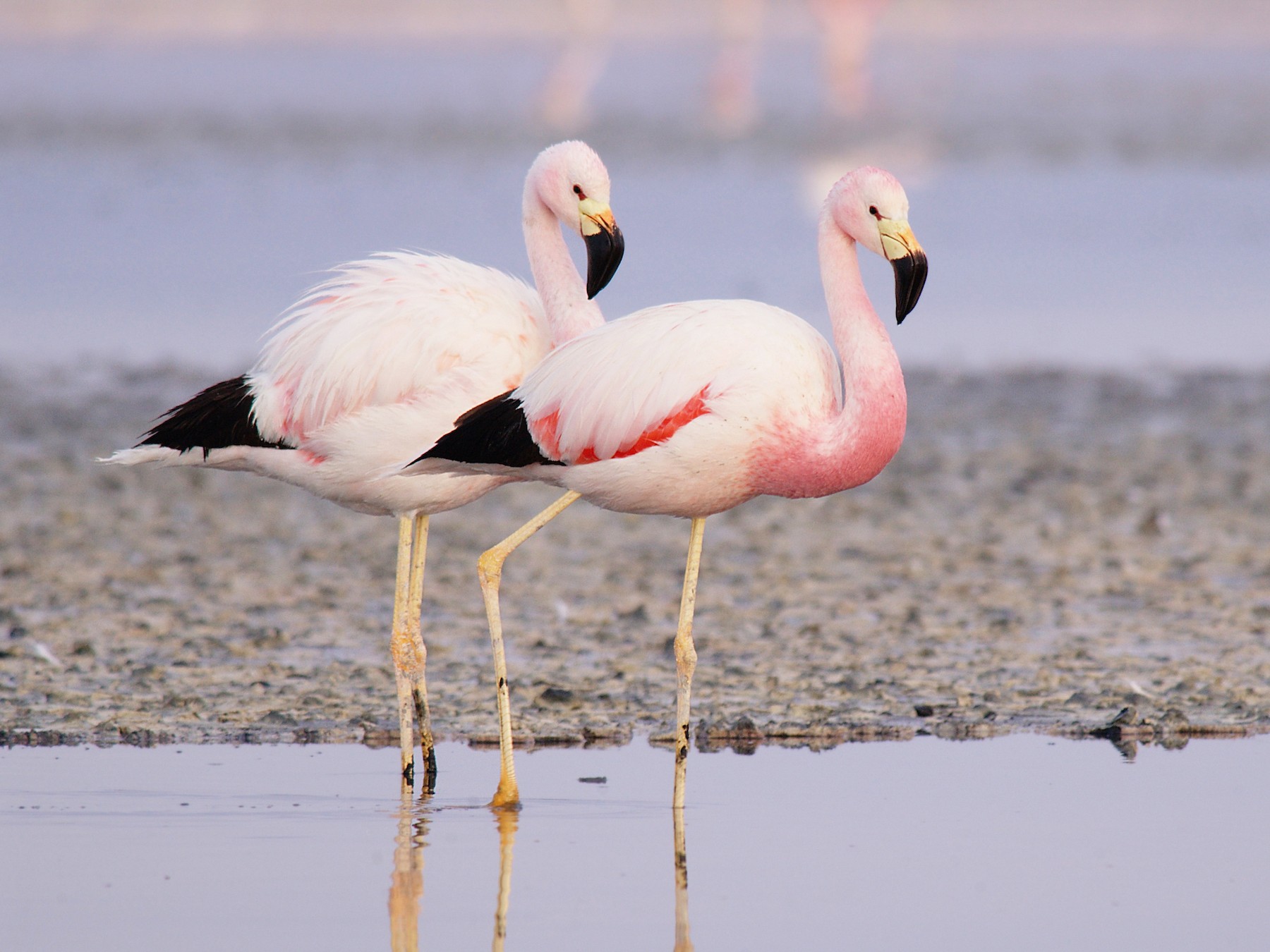 Andean Flamingo - eBird