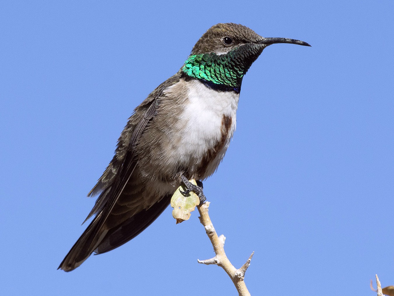 Andean Hillstar - eBird