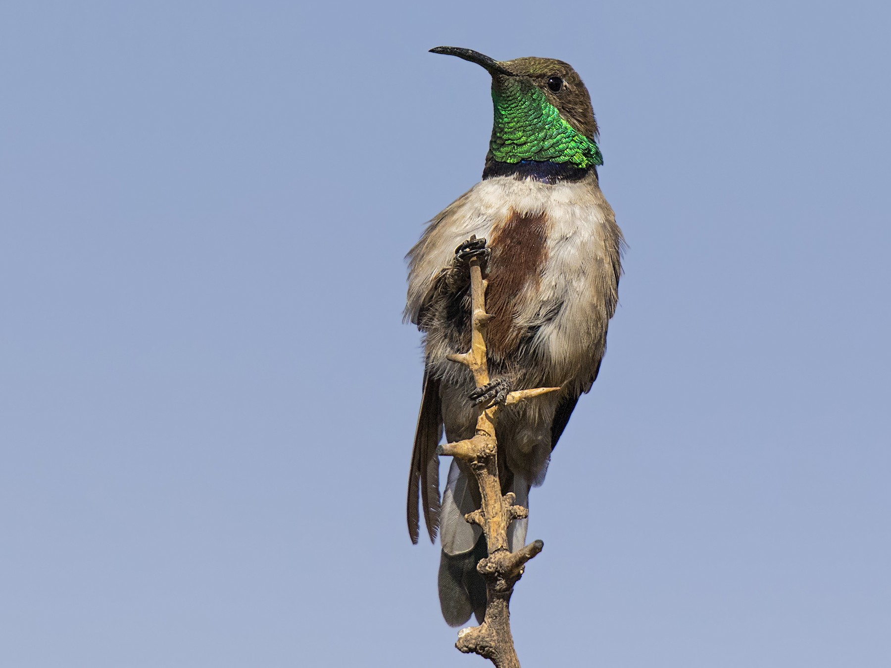 Picaflor Puneño - eBird