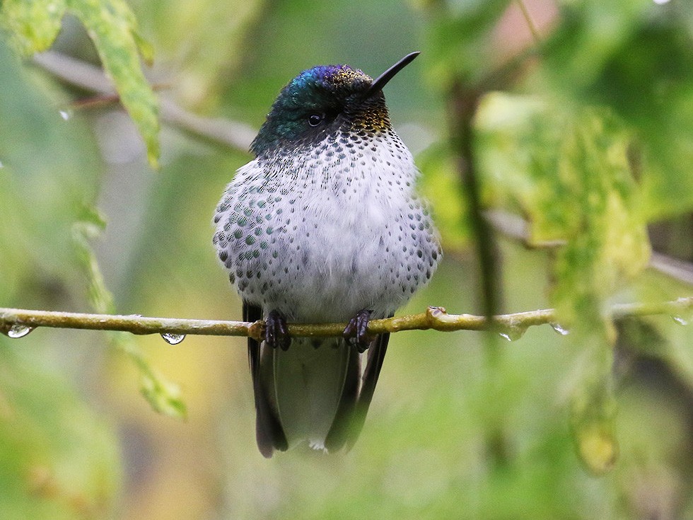 Fire Crown Hummingbird