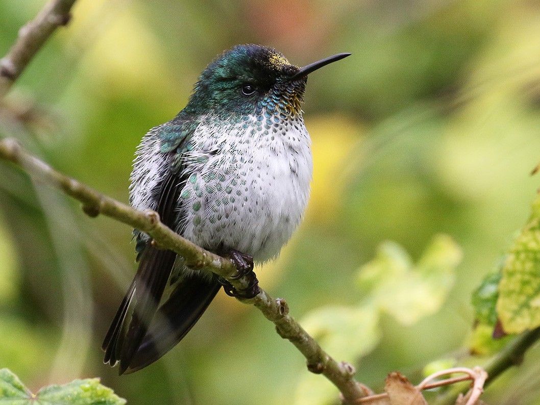 Fire Crown Hummingbird