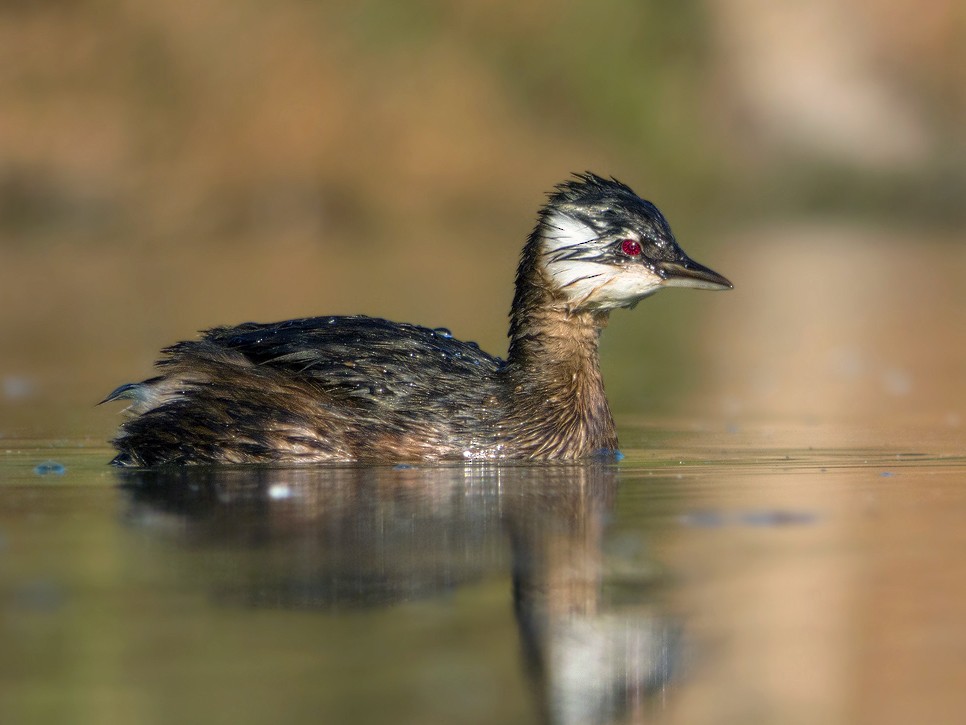 White-tufted Grebe - eBird